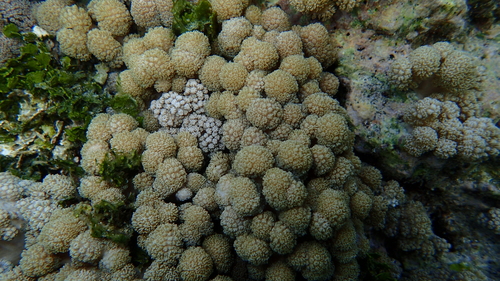 Asterospicularia randalli · iNaturalist