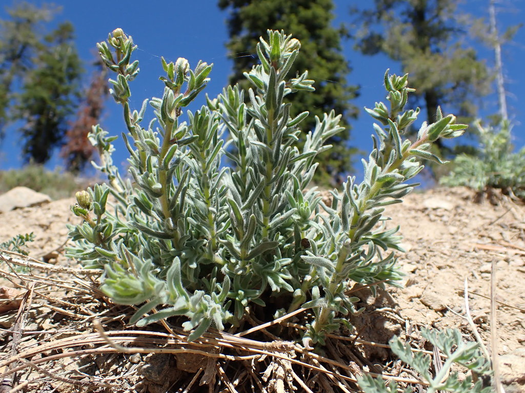 scabrid alpine tarplant in June 2020 by Scott Yarger. Ides Cove loop ...