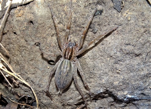 Striped Swamp Spider (Miturga gilva) · iNaturalist