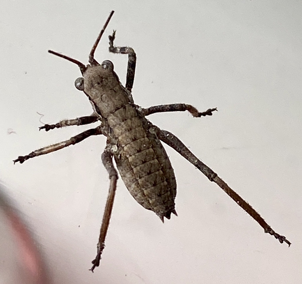 Sluggish Katydids from Porongurup, WA, AU on June 22, 2020 at 10:38 AM ...