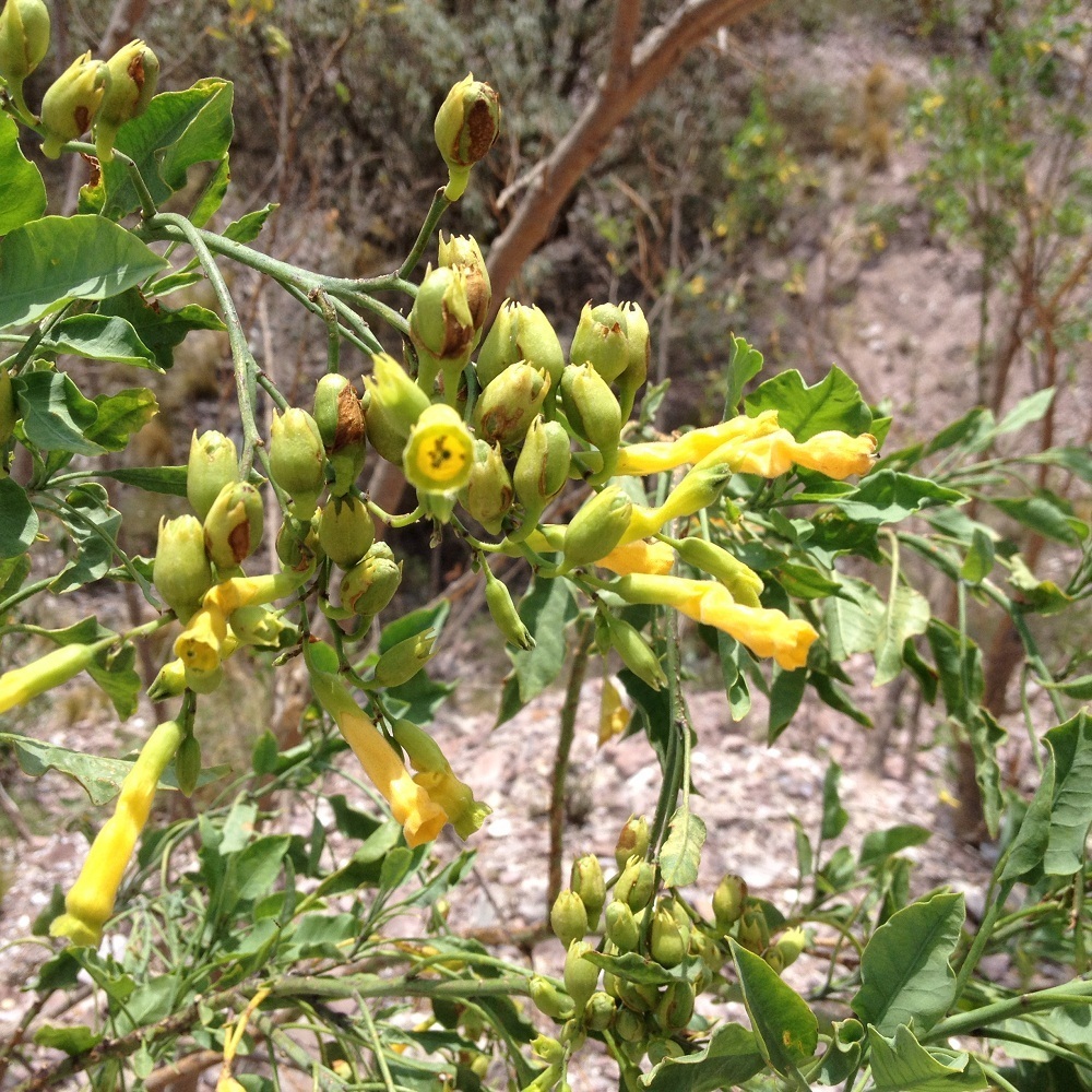 tree tobacco from Oriental, Pue., México on May 25, 2017 at 01:31 PM by ...