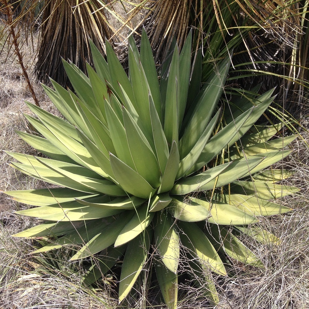 Agave triangularis from Oriental, Puebla, Mexico on May 25, 2017 at 02: ...