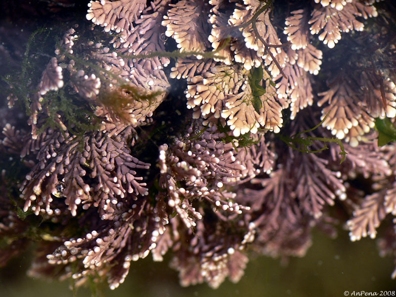 Corallina Under Microscope