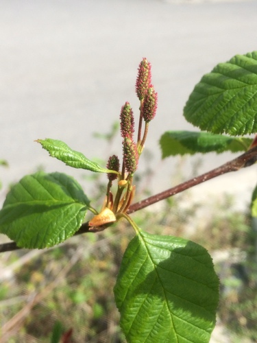 siberian alder (Subspecies Alnus alnobetula fruticosa) · iNaturalist