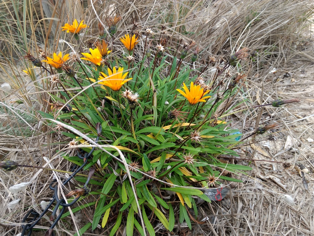 Treasure Flowers from Melbourne VIC, Australia on April 23, 2020 at 03: ...