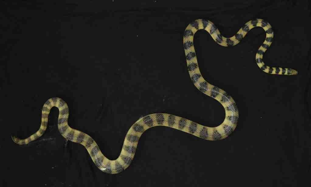 Annulated Sea Snake (Hydrophis cyanocinctus) - Snakes and Lizards