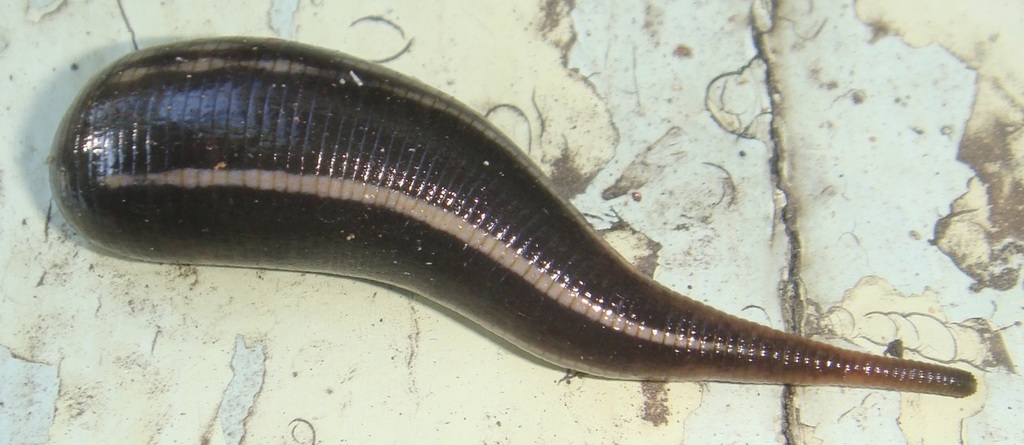 Haemopidae from Central Coast NSW, Australia on August 27, 2007 at 04: ...