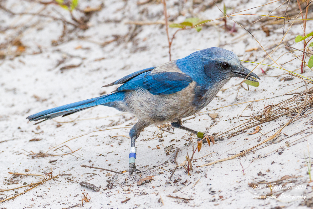 Florida Scrub-Jay from Sarasota County, FL, USA on March 11, 2013 at 10 ...