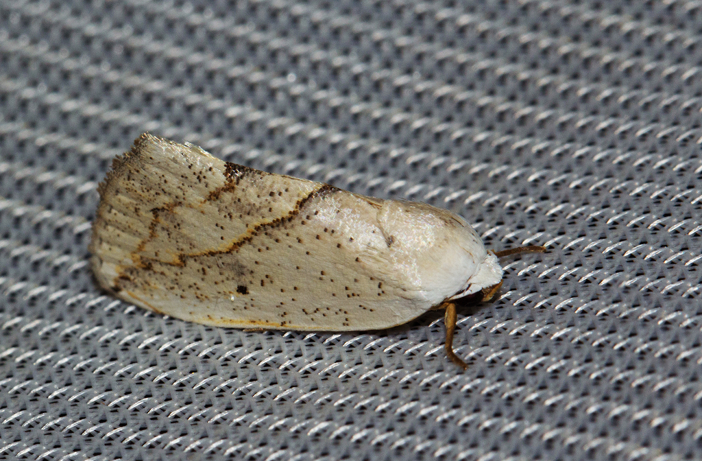 Negeta lacteata from Khodzue, Cheringoma, Mozambique on April 20, 2017 ...