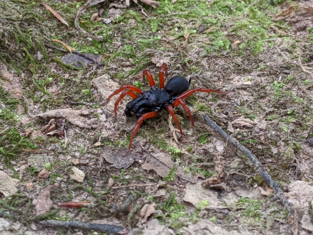 Red-legged Purseweb Spider from Lawrence County, US-IN, US on June 21 ...