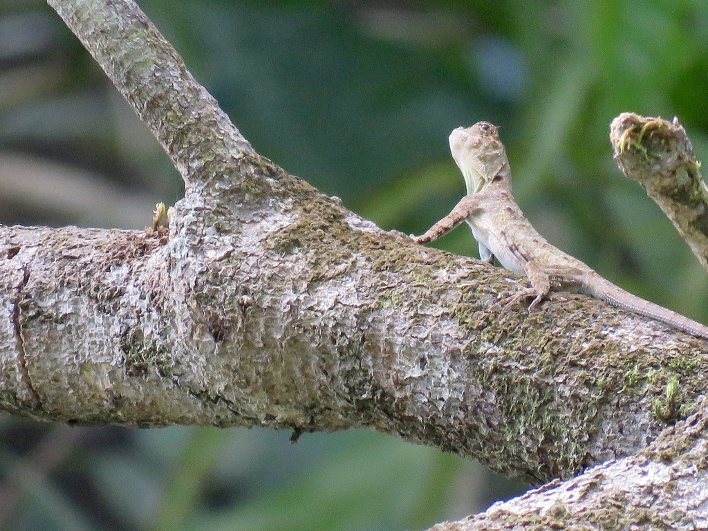 Flying Dragons (Draco) - Snakes and Lizards
