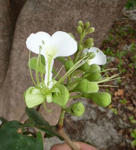 Berlinia tomentella · iNaturalist