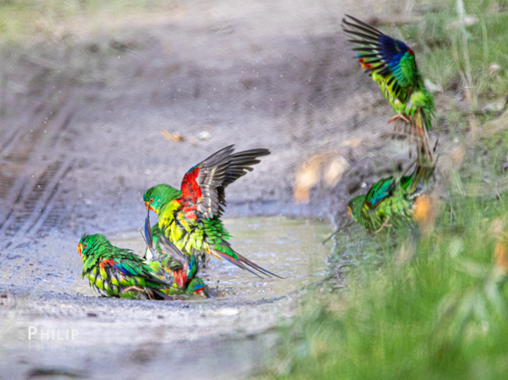 Swift Parrot from Chiltern Valley VIC 3683, Australia on June 18, 2020 ...