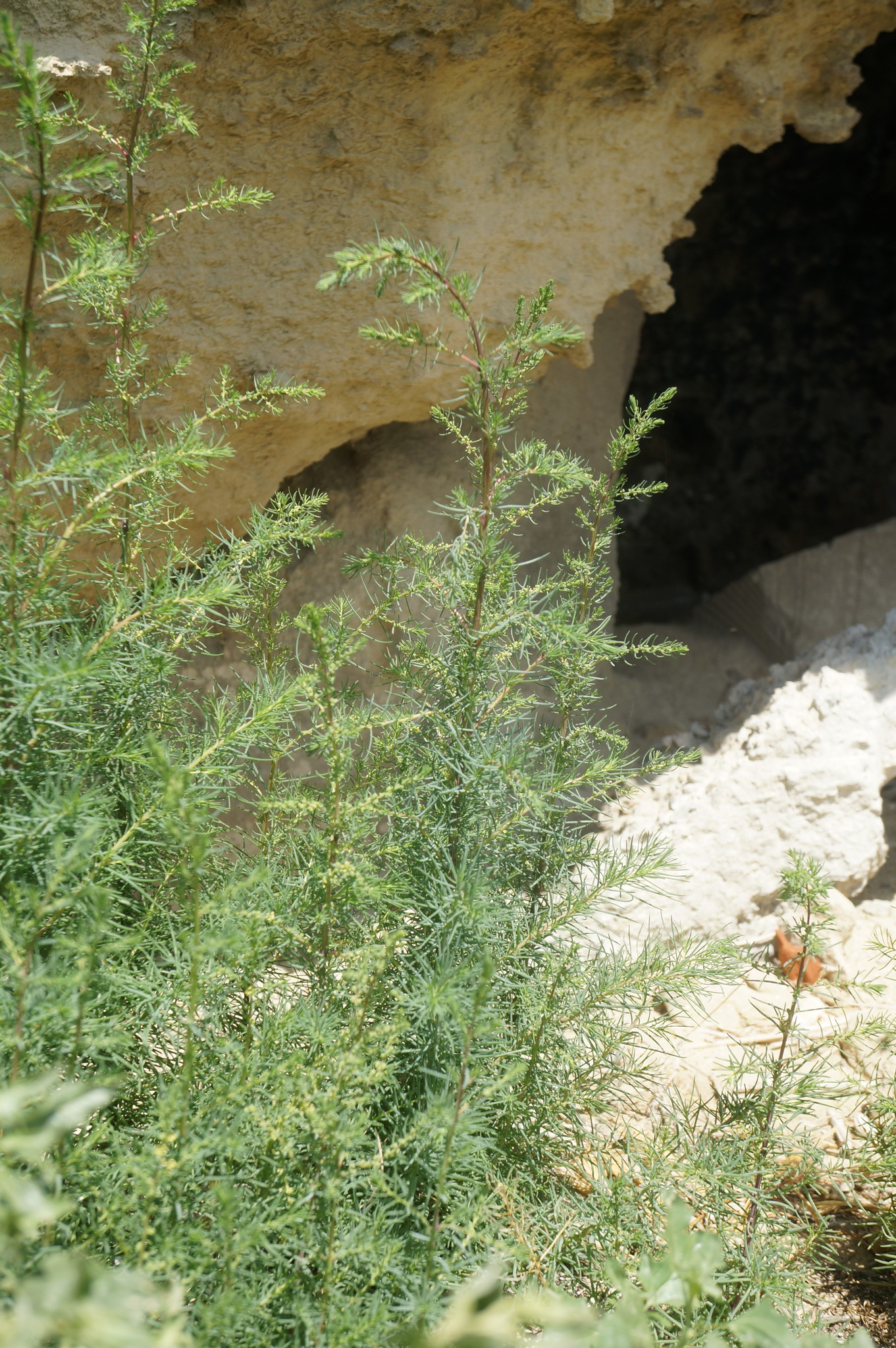 Suaeda altissima (L.) Pall.