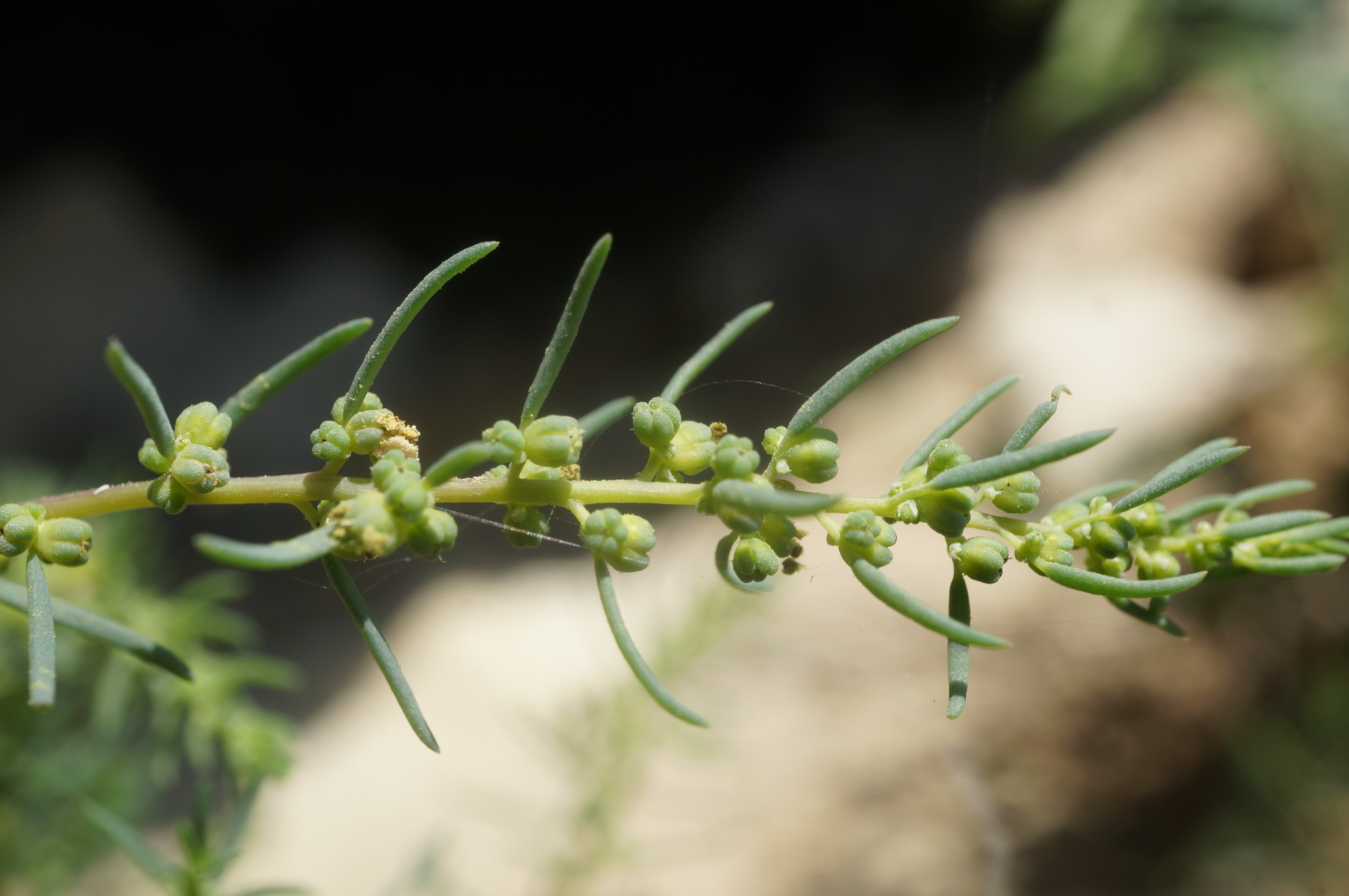 Suaeda altissima (L.) Pall.