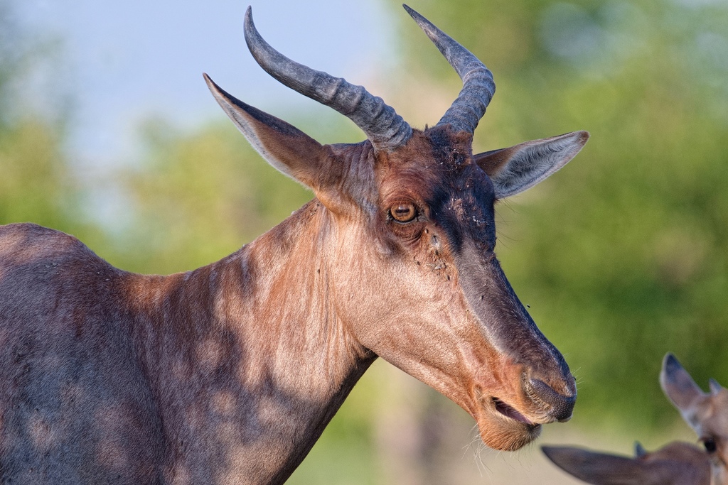 Common Tsessebe in January 2020 by sitszasadam · iNaturalist