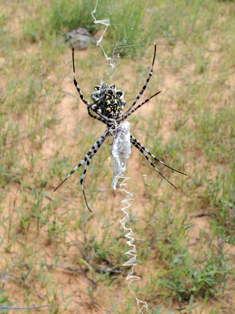 Common Garden Orbweb Spider from Otjozondjupa, Namibia on March 05 ...