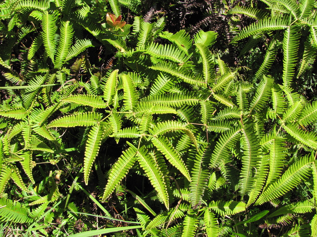 (Dicranopteris linearis emarginata) - Botanical Realm