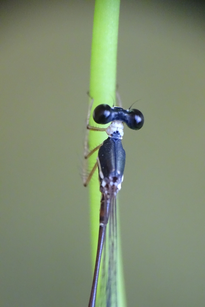 Pied Reedtail from Yendayar, Pothan Mala, Yendayar, Kerala, India on ...