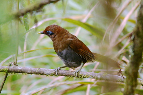 Rusty Laughingthrush (Ianthocincla poecilorhyncha) · iNaturalist