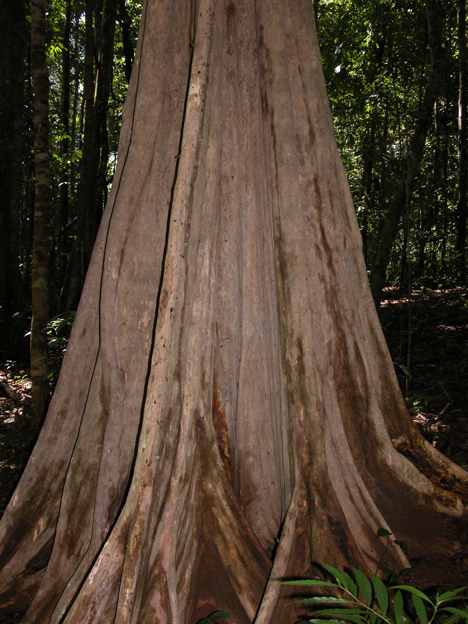 Chimarrhis latifolia Standl.