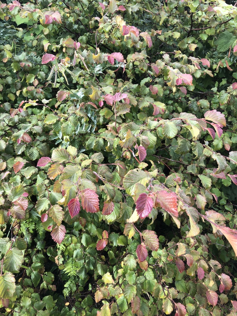 California hazelnut from McNee Ranch State Park, Pacifica, CA, US on ...