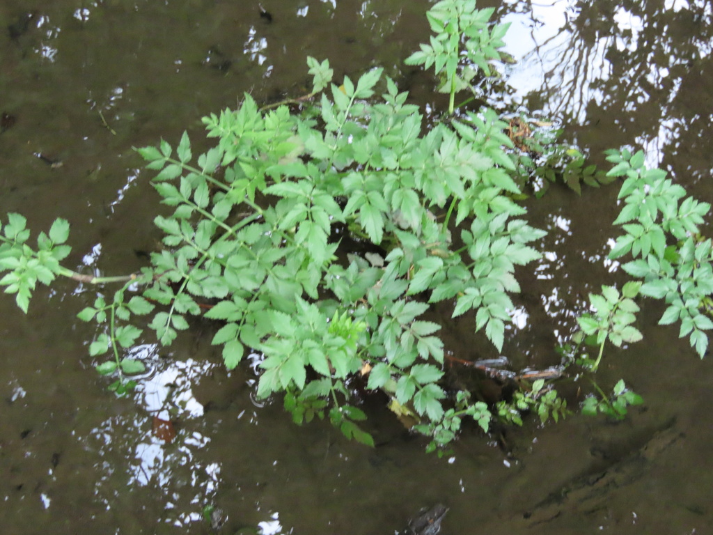 Java water-dropwort from Allie S. Freed Park, Arlington, VA, US on June ...