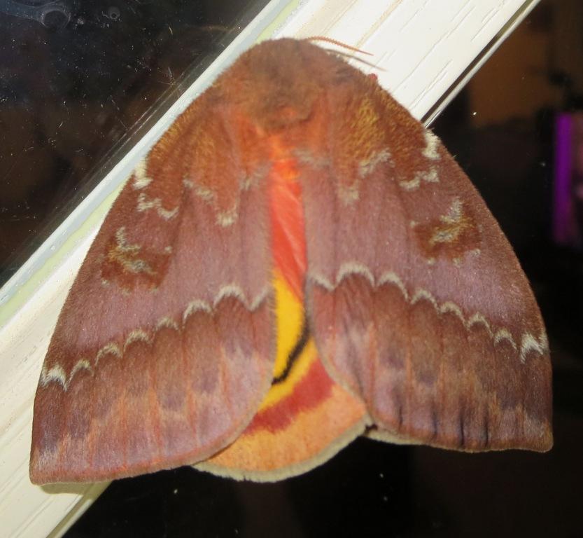 Io Moth (Denver-Boulder Metro Area: Butterflies and Moths) · iNaturalist