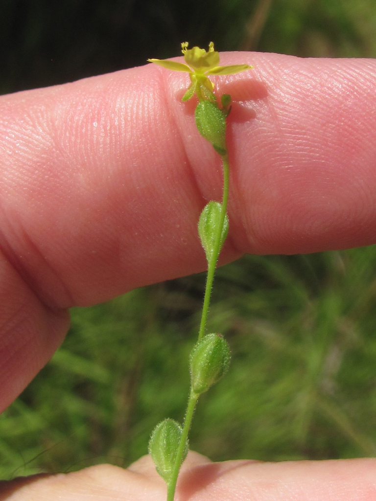Threadleaf Evening Primrose (Nash Prairie Plants List) · iNaturalist