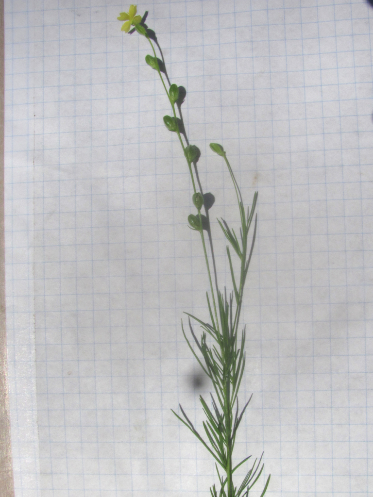 Threadleaf Evening Primrose (Nash Prairie Plants List) · iNaturalist