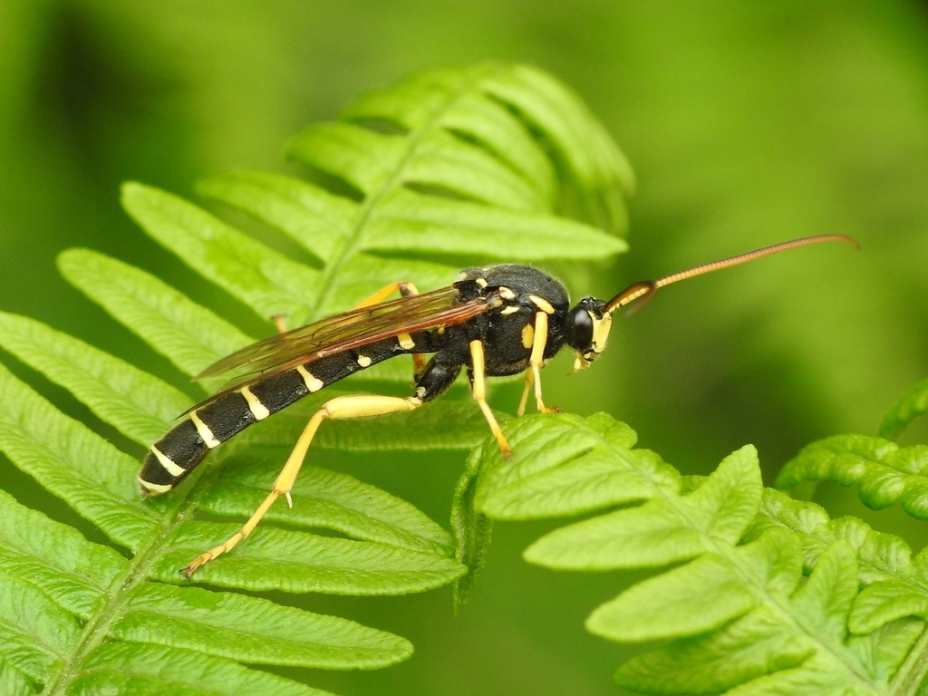 Metopius dentatus from Witherslack, Grange-over-Sands LA11 6SL, UK on ...