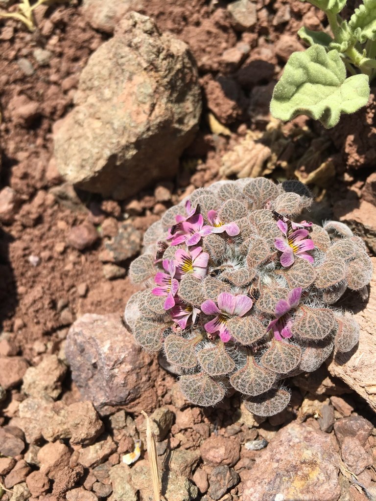 Andean violets from Copiapo, Atacama, Chile on January 12, 2018 by Aira ...