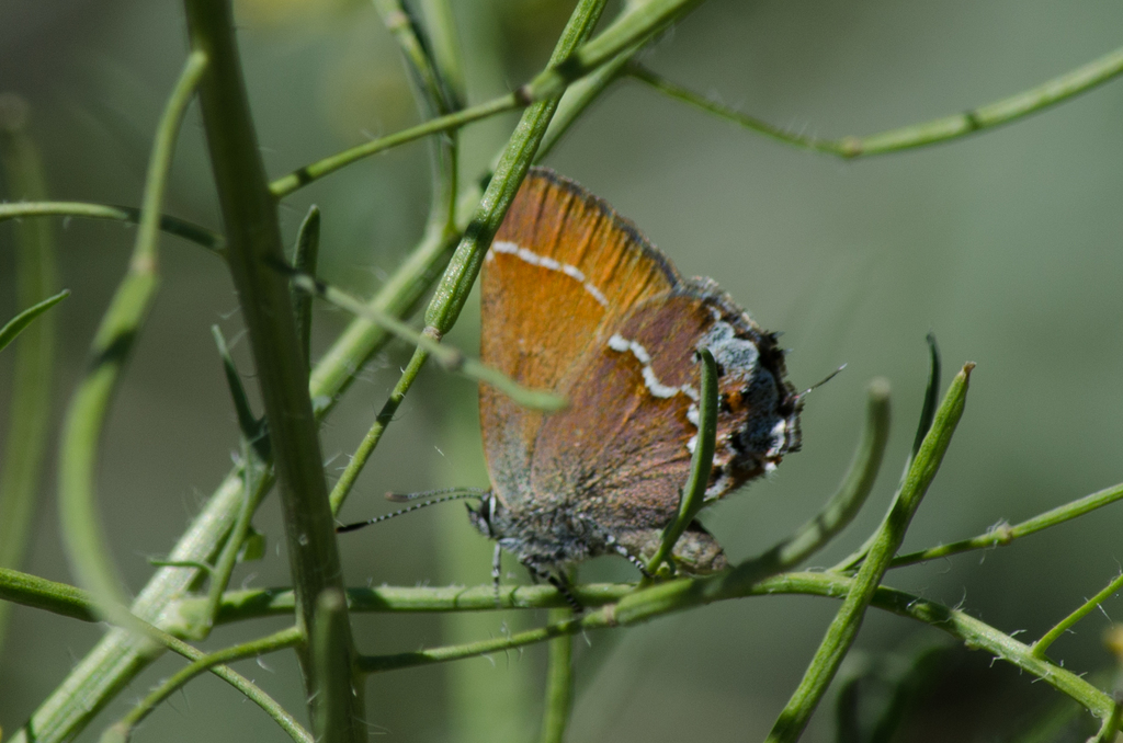 Juniper Hairstreak from Nye County, NV, USA on June 21, 2015 at 01:10 ...