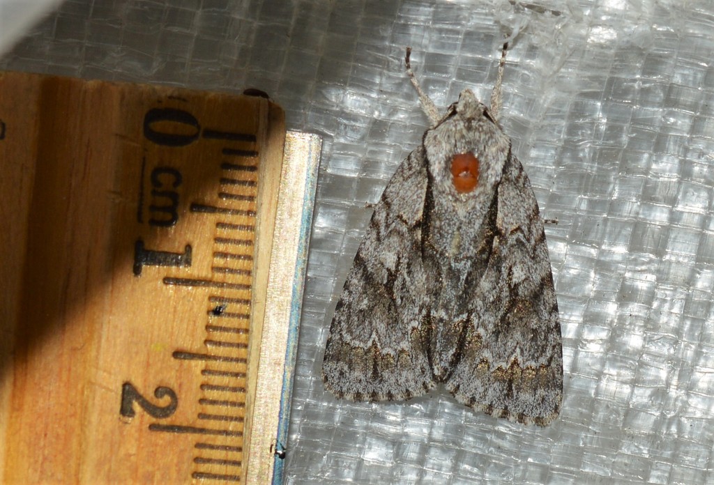 Cherry Dagger from Val-d'Or, QC, Canada on June 21, 2020 at 05:19 AM by ...