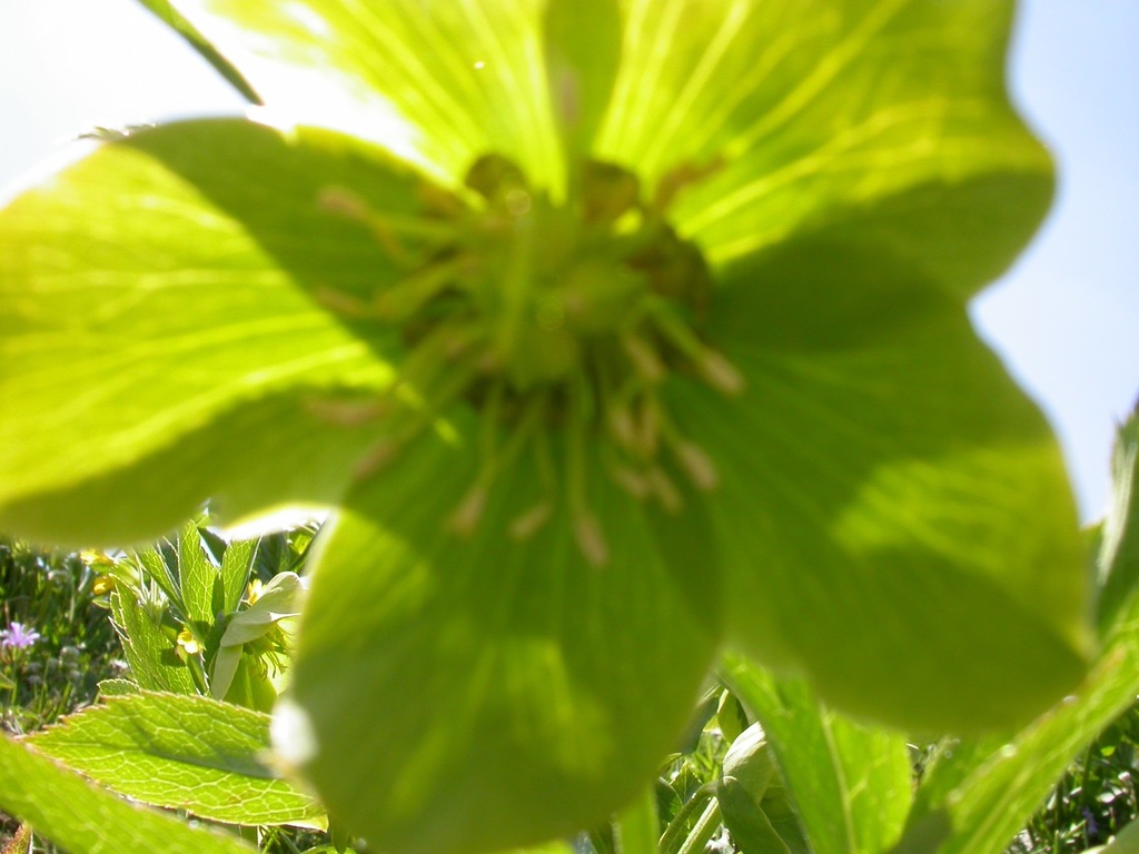 Helleborus cyclophyllus from Epirus, Greece on May 6, 2003 at 12:28 PM ...