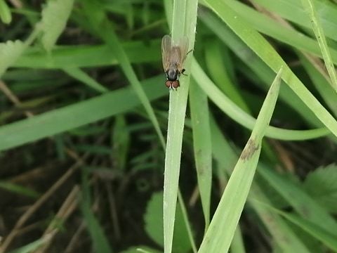 Muscoid Flies from g.k. Mladost 2, Serdica, Bulgaria on June 22, 2020 ...