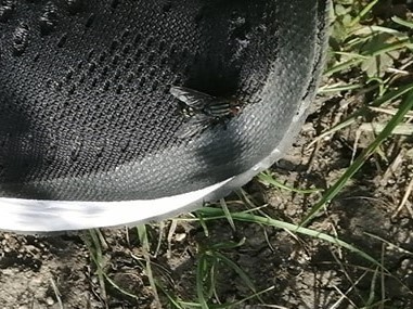 Common Flesh Flies from g.k. Mladost 2, Serdica, Bulgaria on June 22 ...