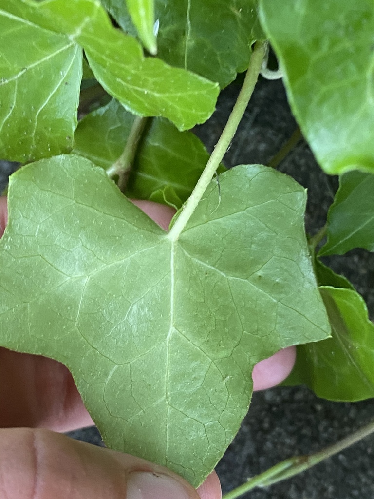 common ivy from Long Island, Massapequa, NY, US on June 21, 2020 at 08: ...