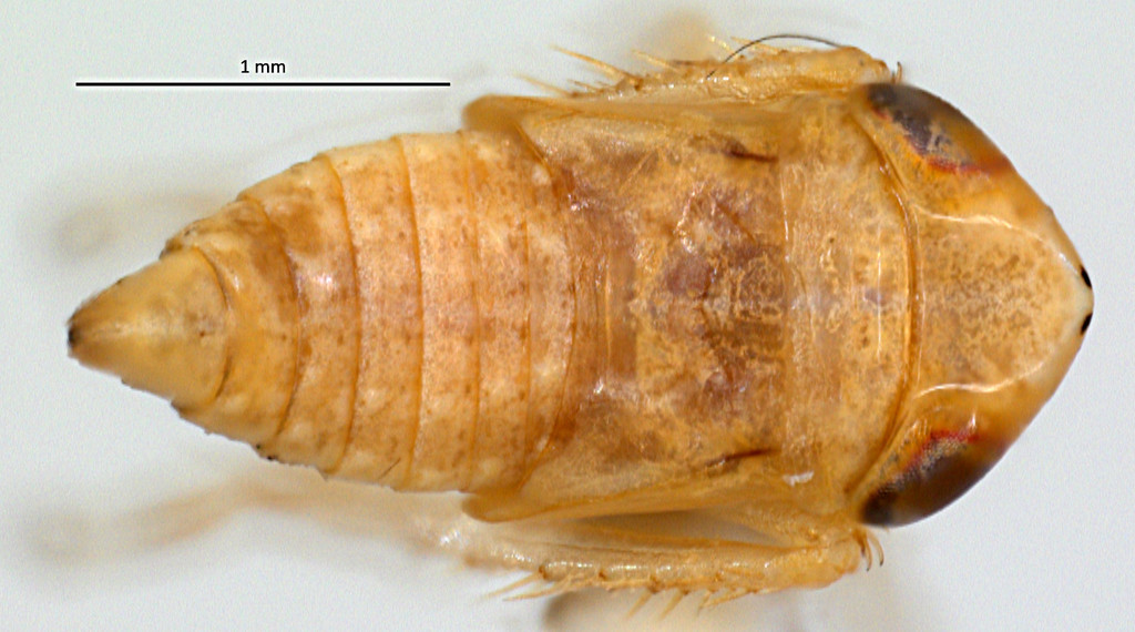 Geelus dundraad from Namakwa, South Africa on June 22, 2020 at 06:43 PM ...