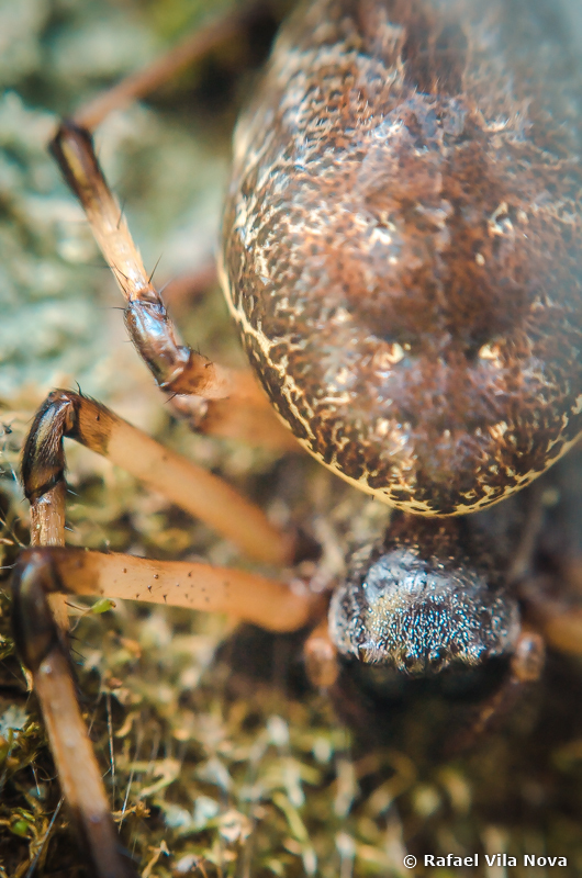 African Hermit Spider from Mairiporã - SP, 07600-000, Brasil on May 01 ...