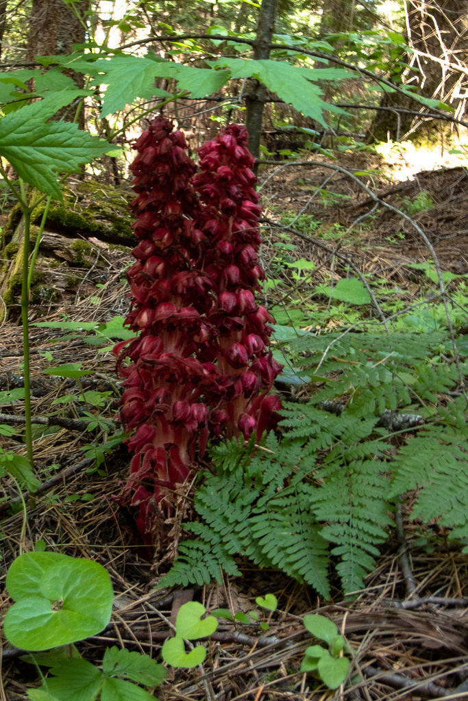 Snowplant from Pi-Pi Valley, Somerset, CA, US on June 22, 2020 at 12:59 ...