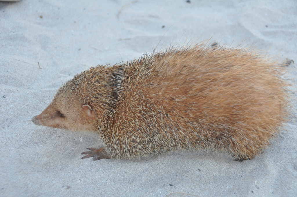 Tailless Tenrec (Tenrec ecaudatus) - Know Your Mammals