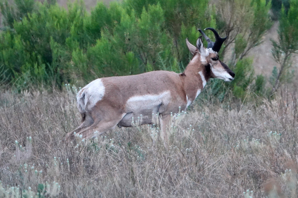 Mexican Pronghorn (Antilocapra americana mexicana) - Know Your Mammals