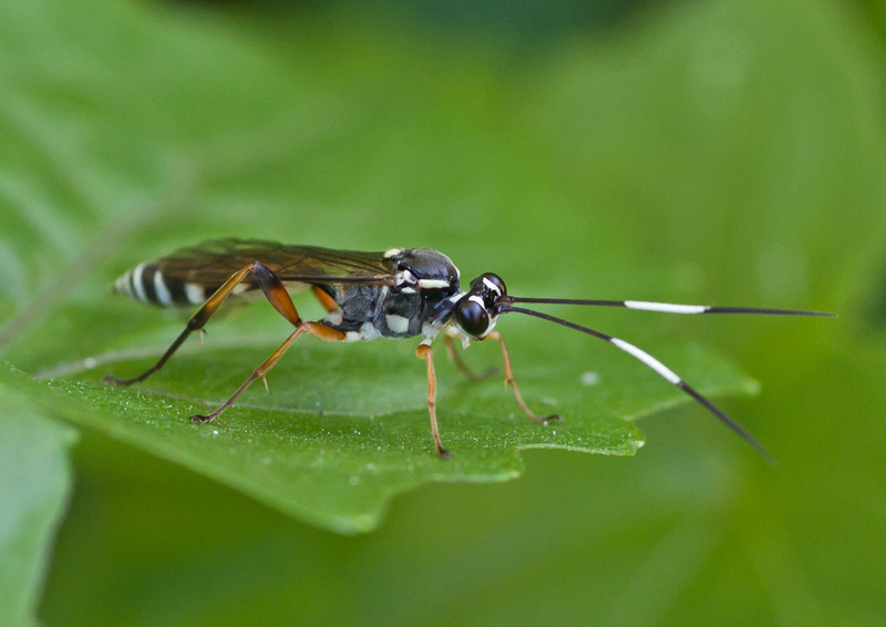 花胸姬蜂 Ashmead (西双版纳的蜂子) · BioDiversity4All
