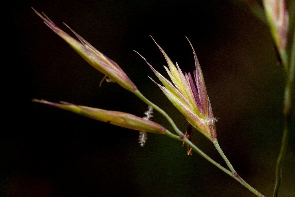 Arizona Fescue (Festuca arizonica) - Botanical Realm