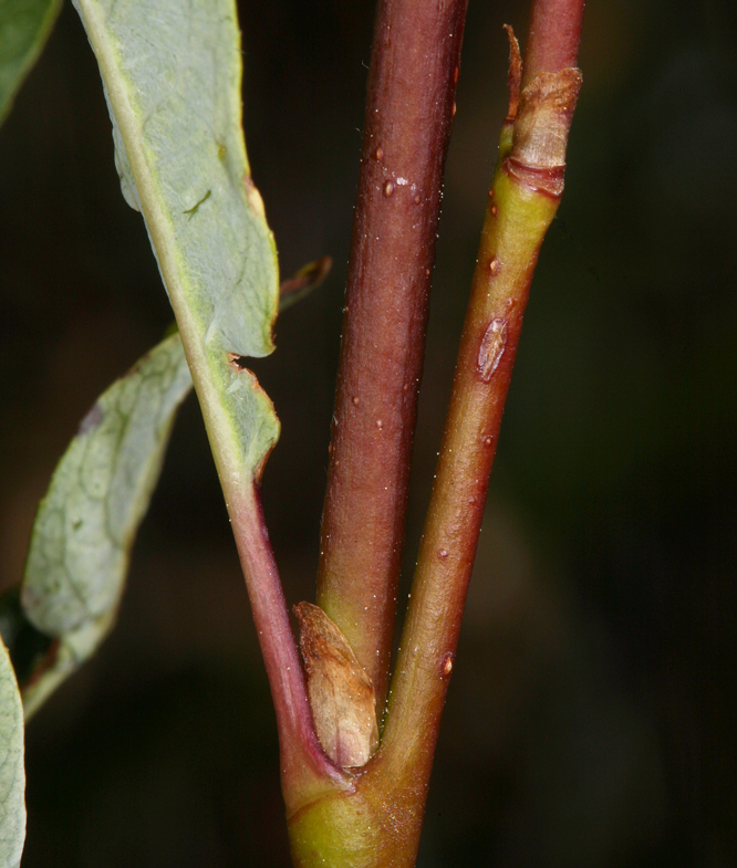 tea-leafed willow (Plants of Stagecoach State Park) · iNaturalist
