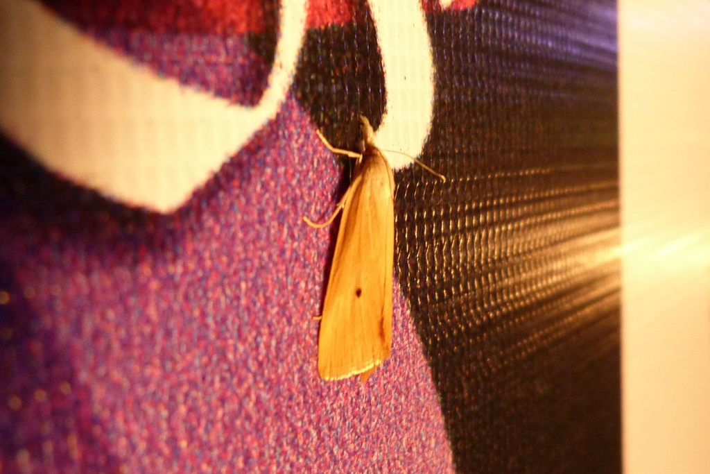 Rice Yellow Stem Borer from Hyderabad, Andhra Pradesh, India on October ...