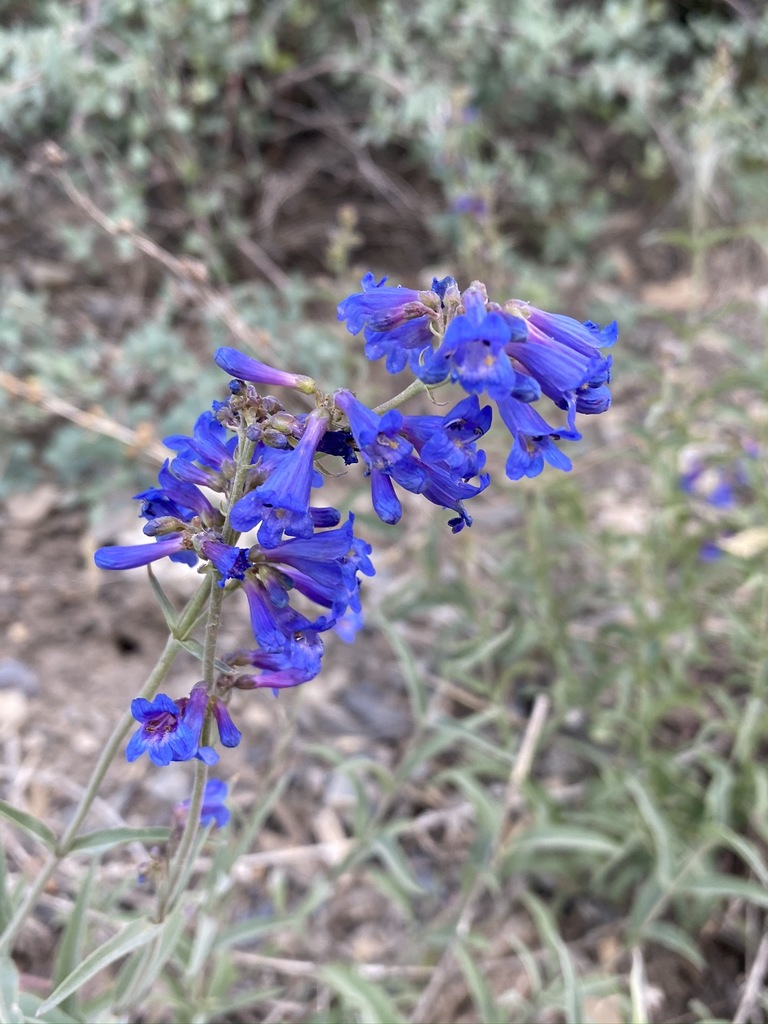 Watson's Penstemon from Lander, Nevada, United States on June 21, 2020 ...