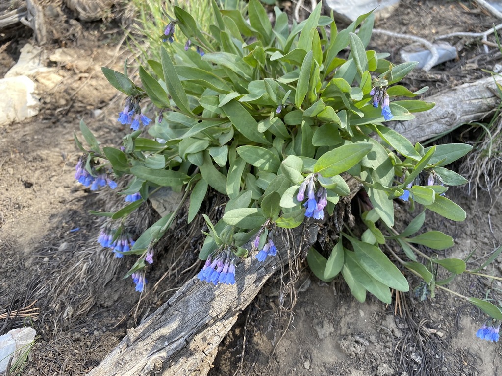 Bluebell from Lander, Nevada, United States on June 21, 2020 at 02:23 ...