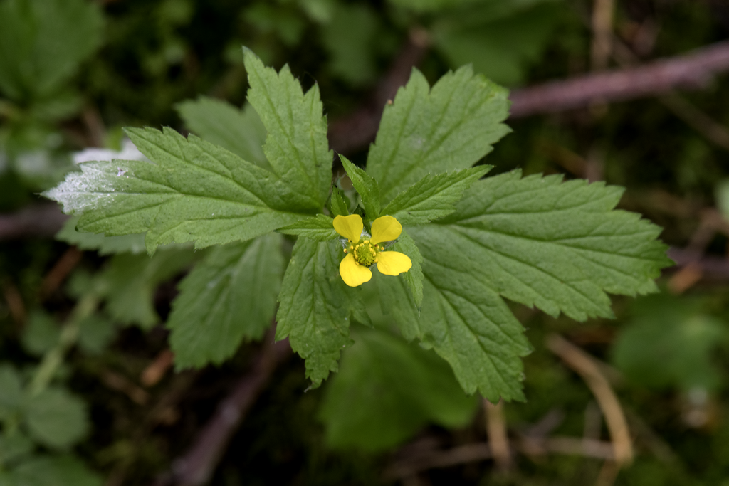 Large-leaved Avens from Rithet's Bog, Capital, BC, Canada on May 22 ...